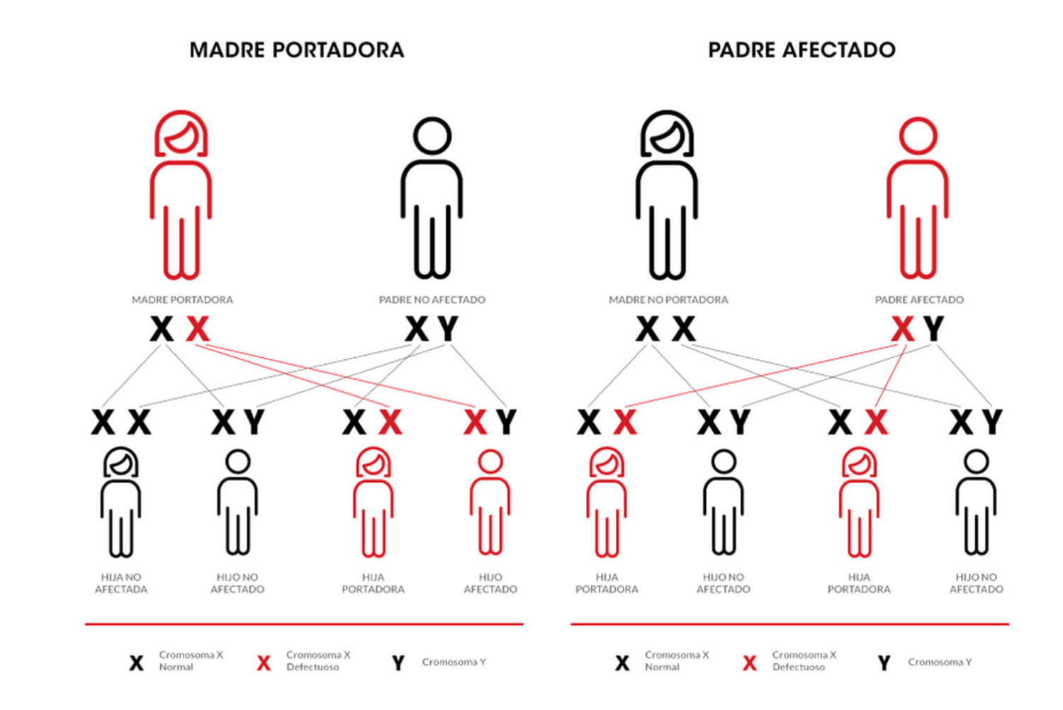 Distrofia Muscular de Duchenne y Becker – BIOTI